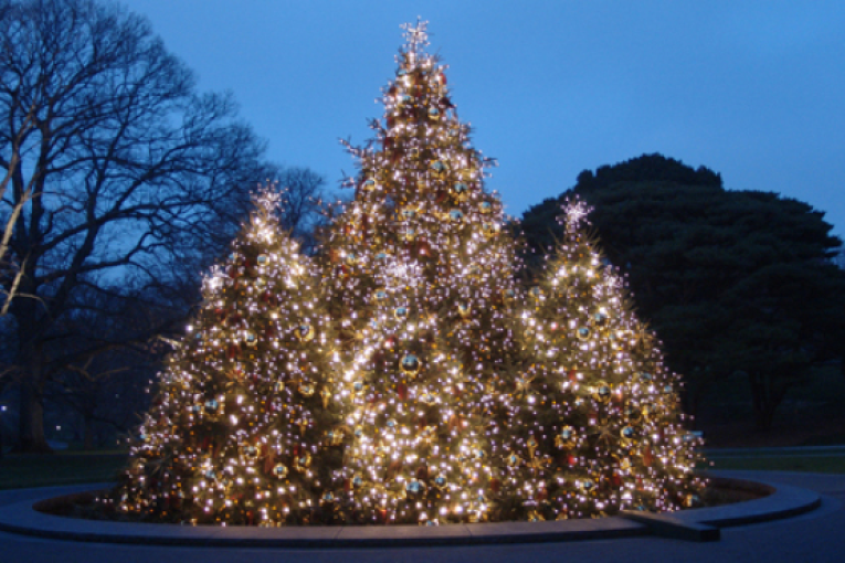 How to Maintain the Quality of Original Christmas Trees - We Care Green